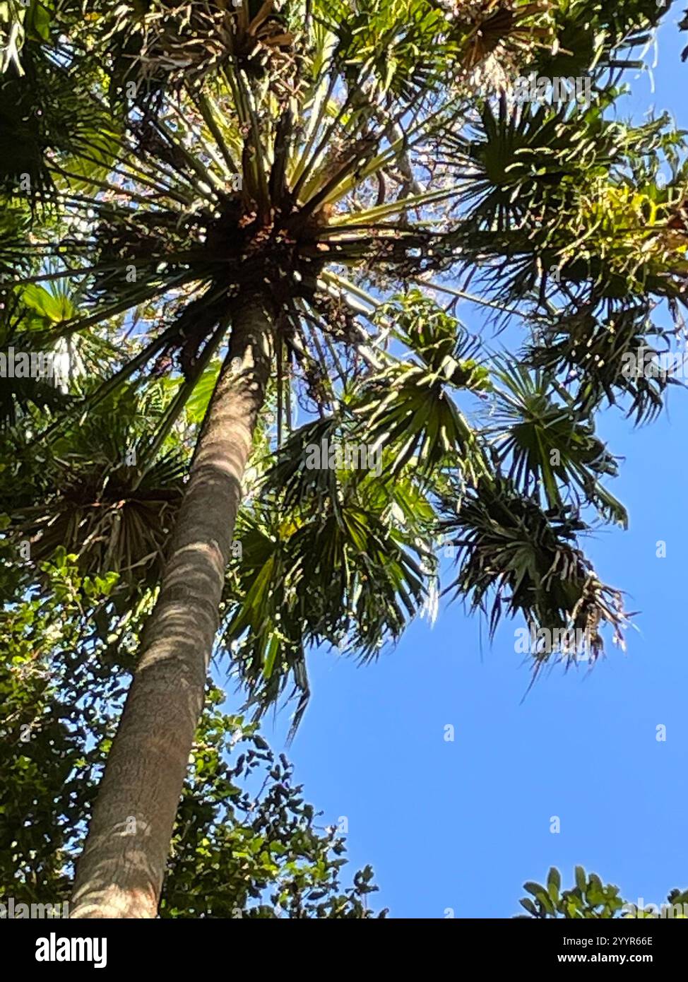 Australian Fan Palm (Livistona australis Stock Photo - Alamy