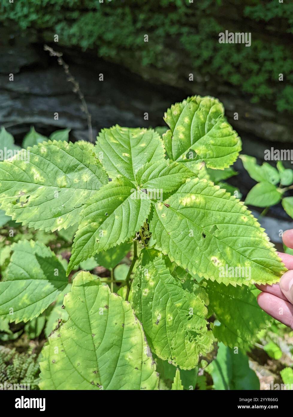 wood nettle (Laportea canadensis Stock Photo - Alamy