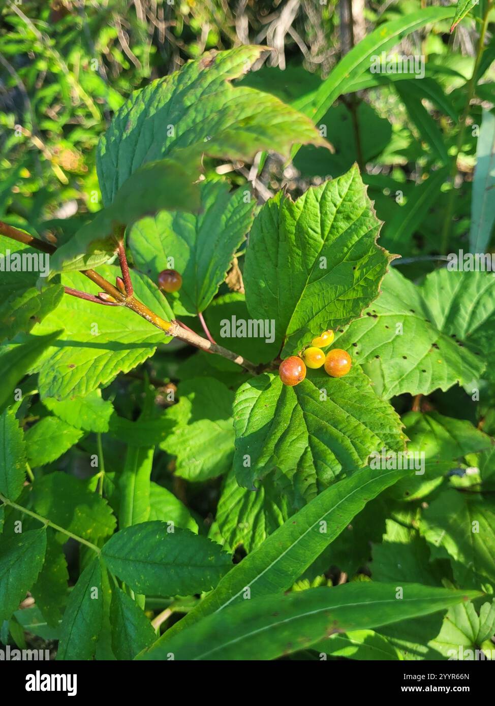 squashberry (Viburnum edule Stock Photo - Alamy