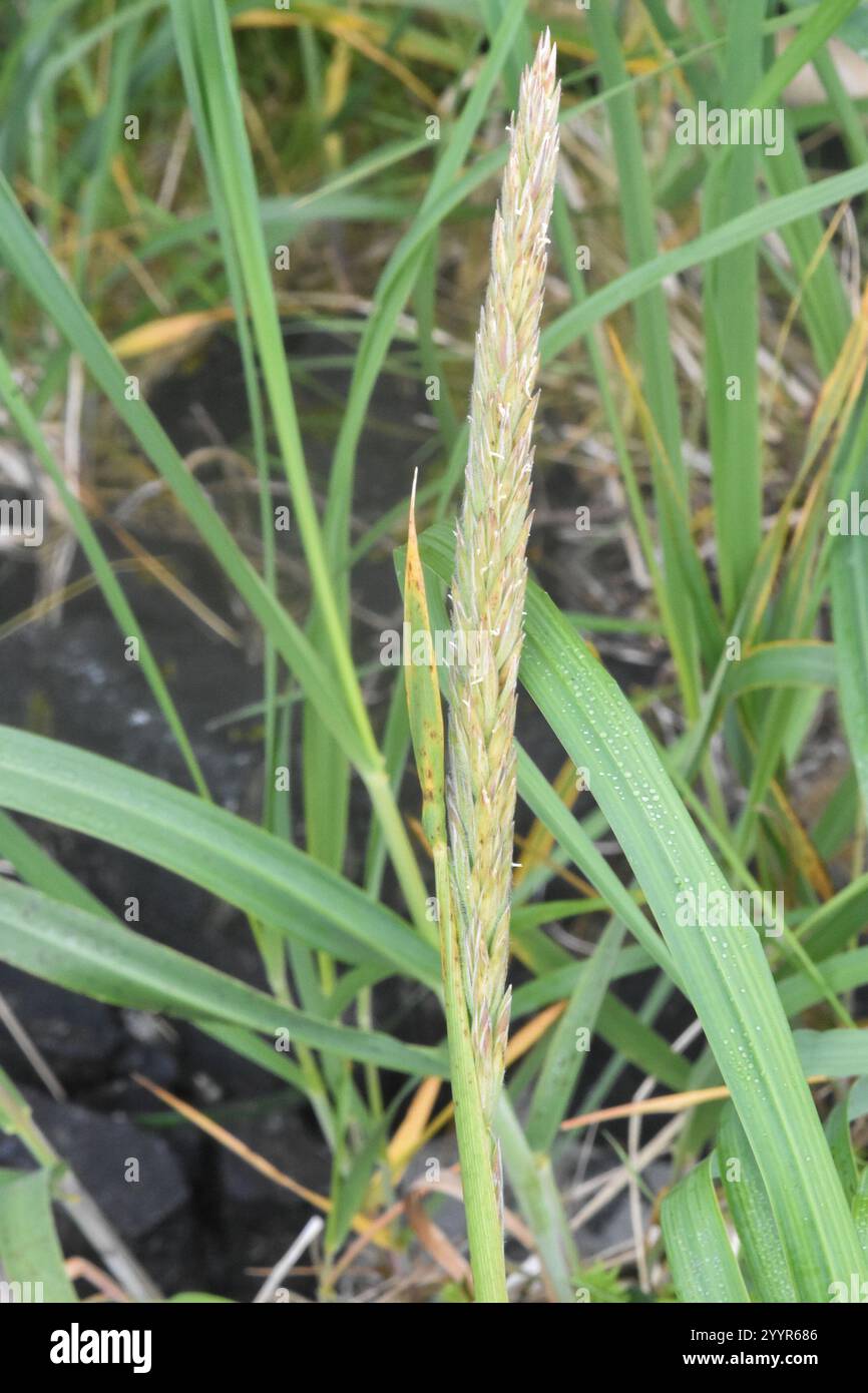 American dune grass leymus mollis hi-res stock photography and images - Alamy