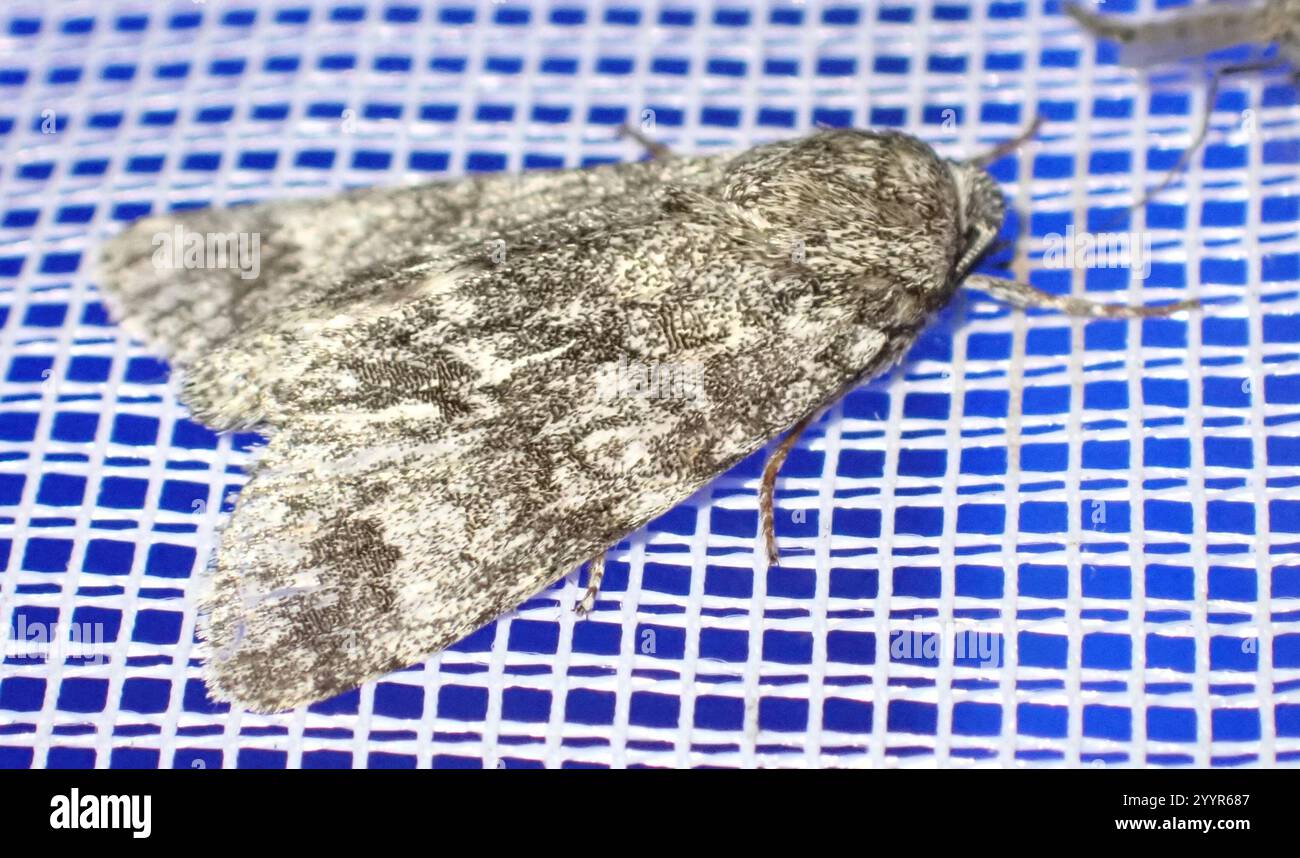 Poplar Grey (Acronicta megacephala Stock Photo - Alamy