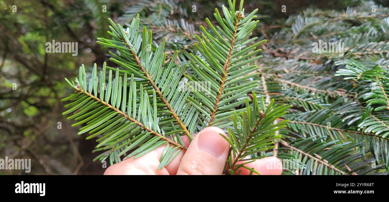 grand fir (Abies grandis Stock Photo - Alamy