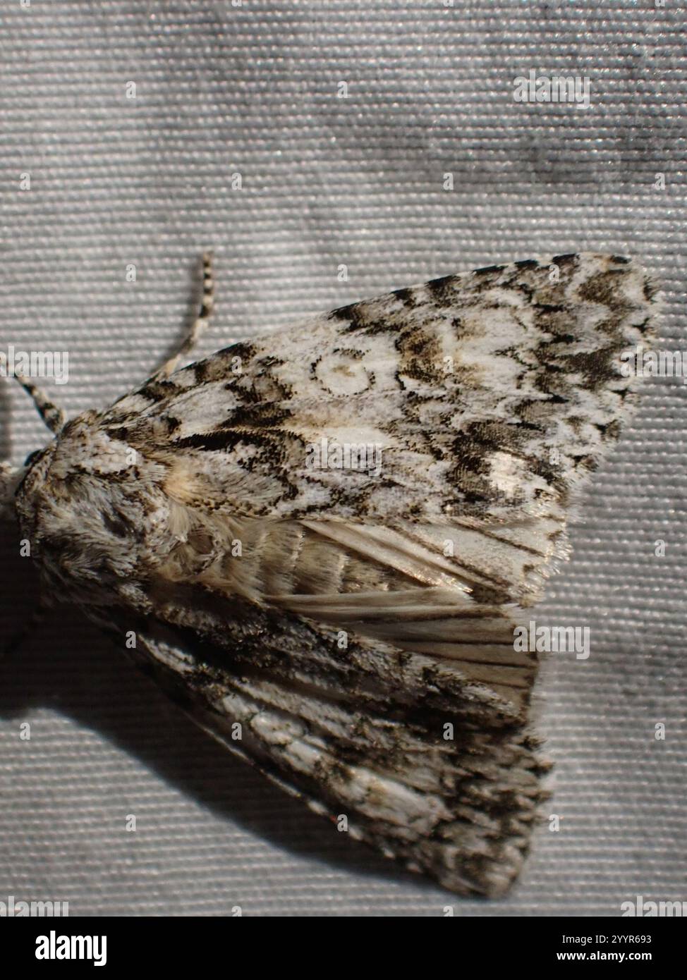 Marbled Oak Dagger (Acronicta marmorata Stock Photo - Alamy