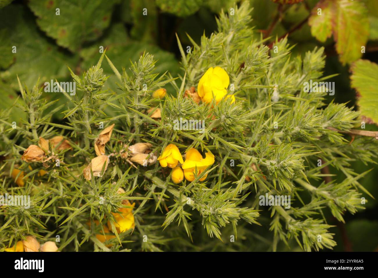 gorse (Ulex europaeus Stock Photo - Alamy