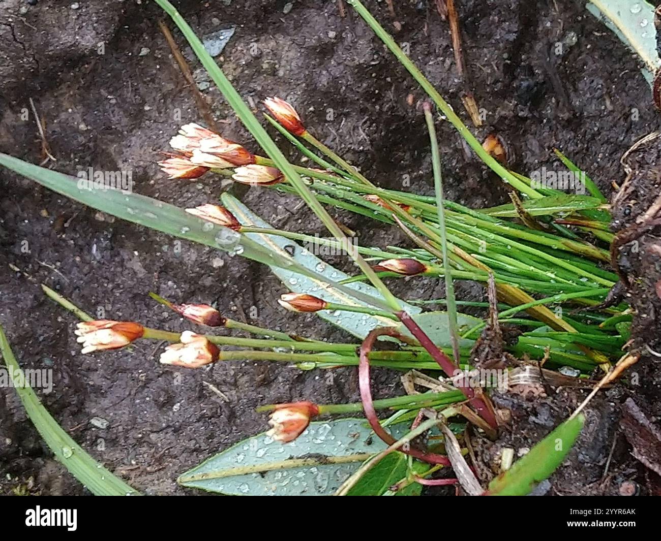 grasses, sedges, cattails, and allies (Poales Stock Photo - Alamy