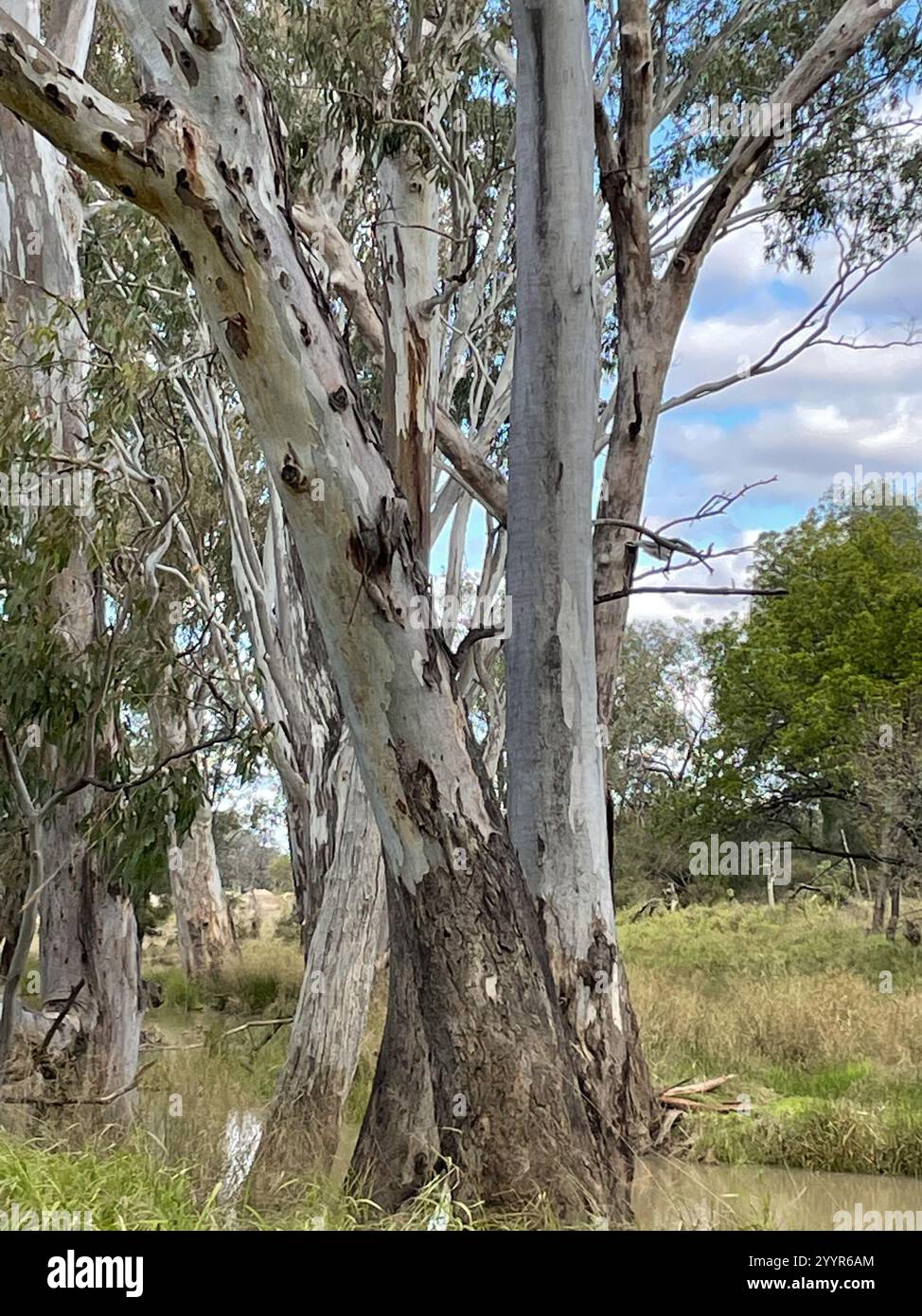 river redgum (Eucalyptus camaldulensis Stock Photo - Alamy