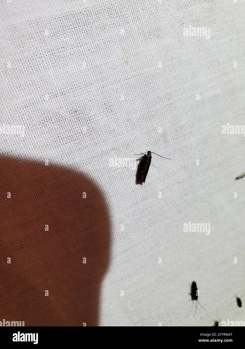 Winged and Once-winged Insects (Pterygota Stock Photo - Alamy