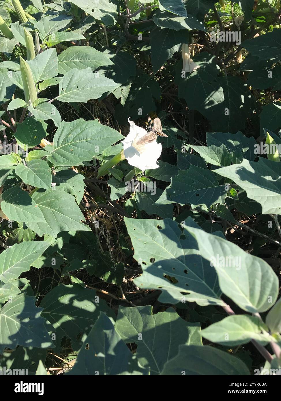 Five-spotted Hawk Moth (Manduca quinquemaculatus Stock Photo - Alamy