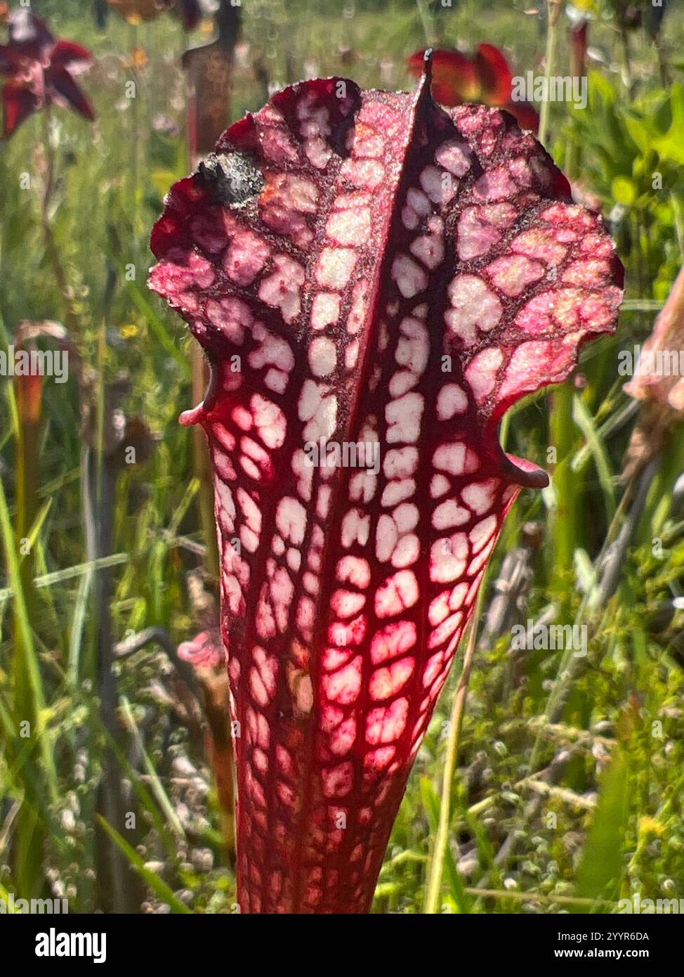 white pitcher plant (Sarracenia leucophylla Stock Photo - Alamy