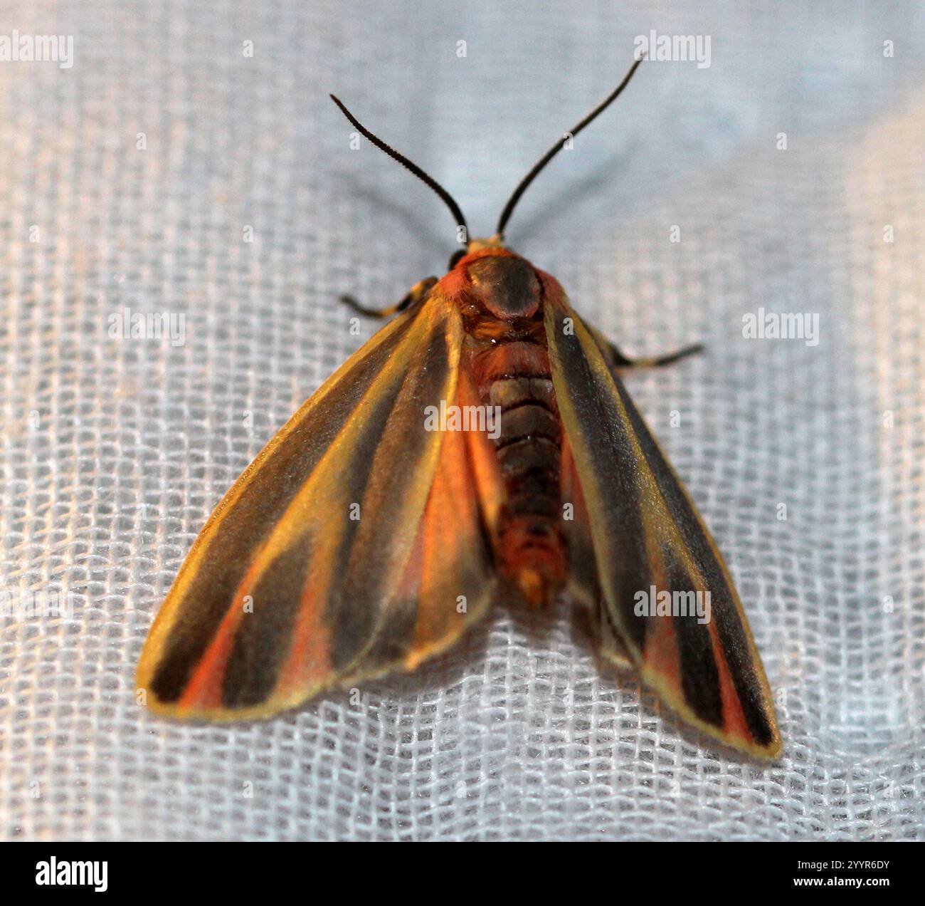 Painted Lichen Moth (Hypoprepia fucosa Stock Photo - Alamy
