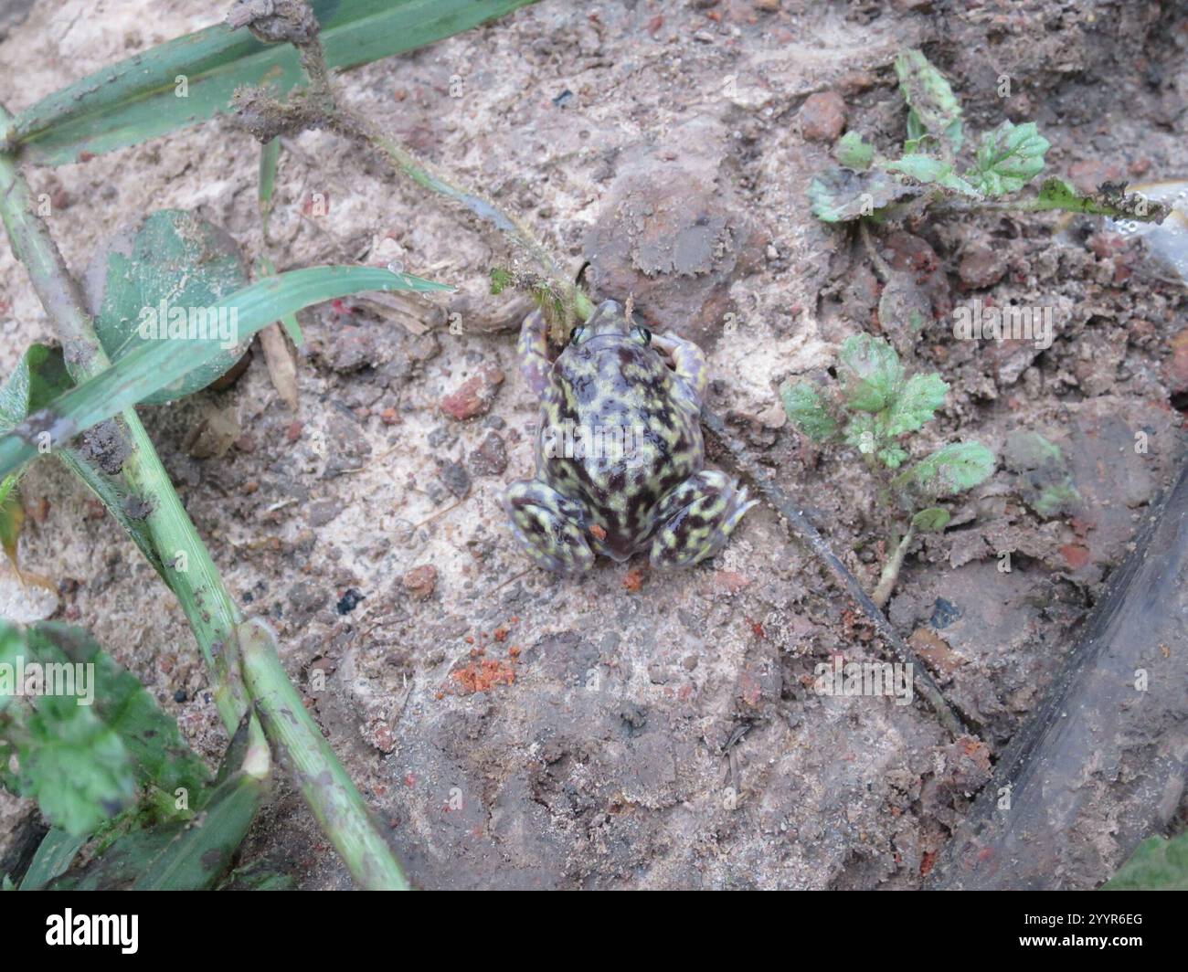 Shovel-nosed Frog (Hemisus marmoratus Stock Photo - Alamy