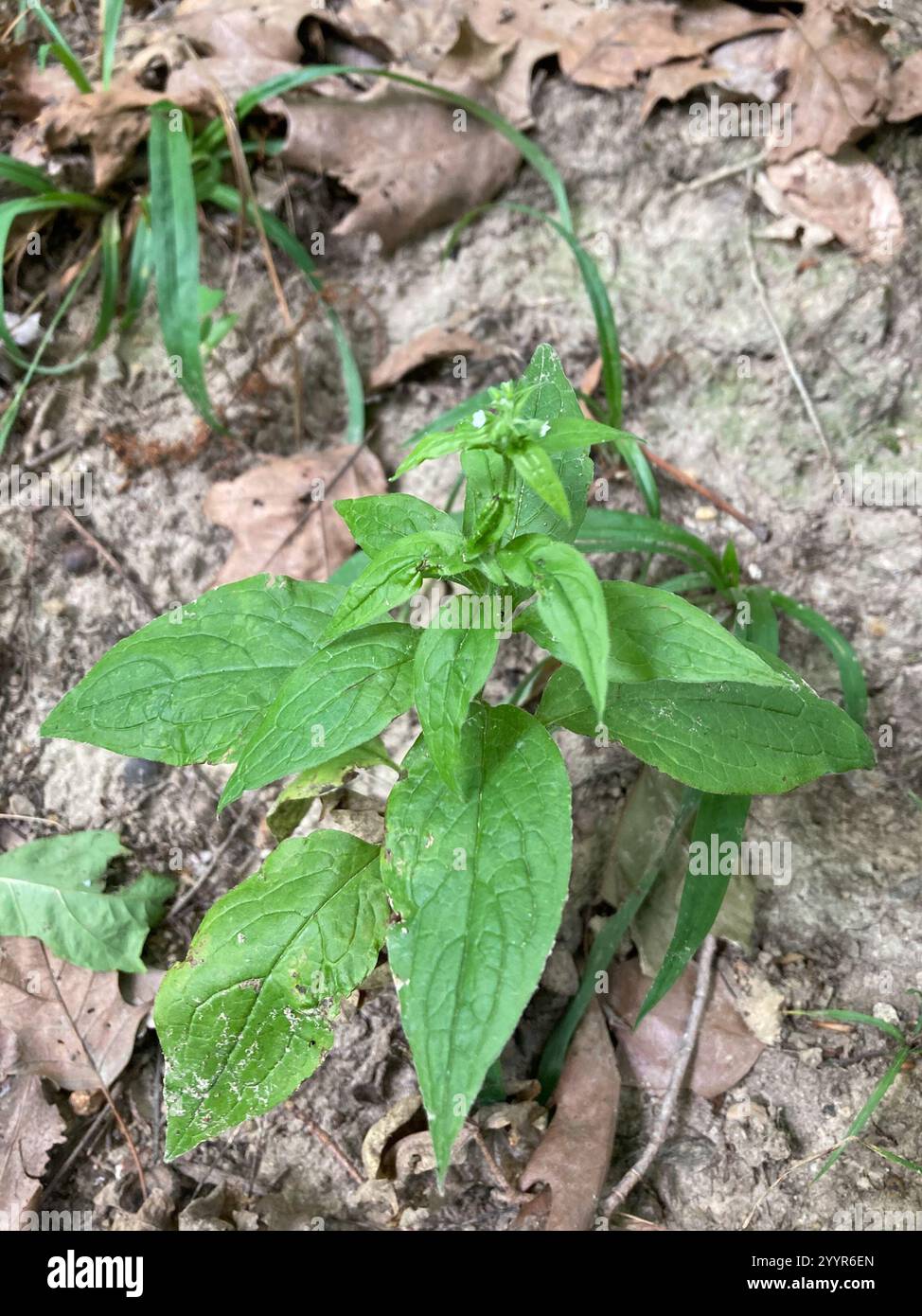 virginia stickseed (Hackelia virginiana Stock Photo - Alamy