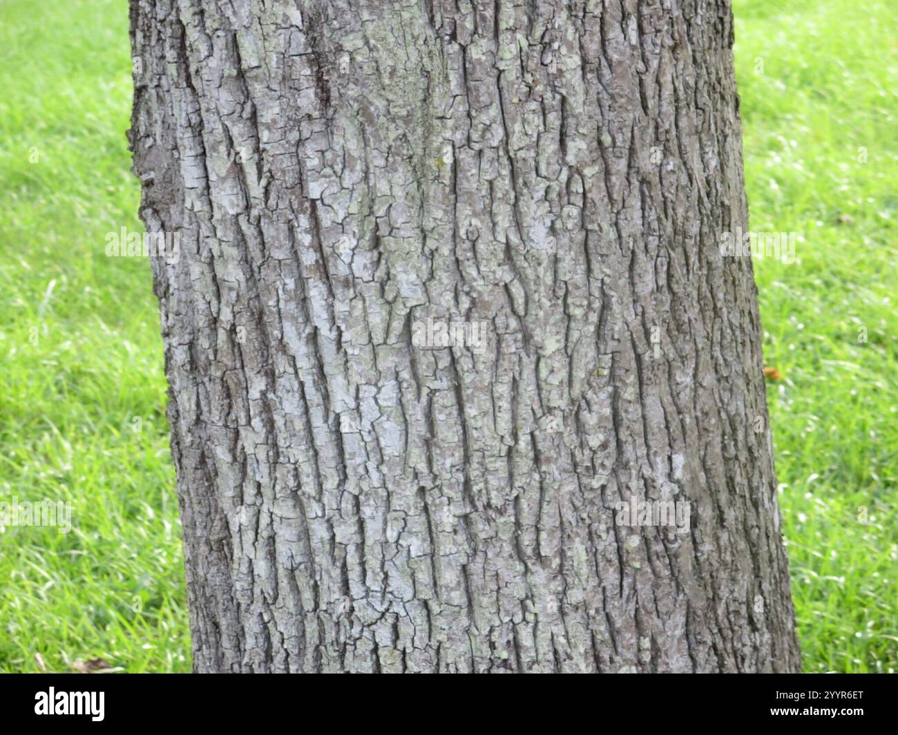 pignut hickory (Carya glabra Stock Photo - Alamy