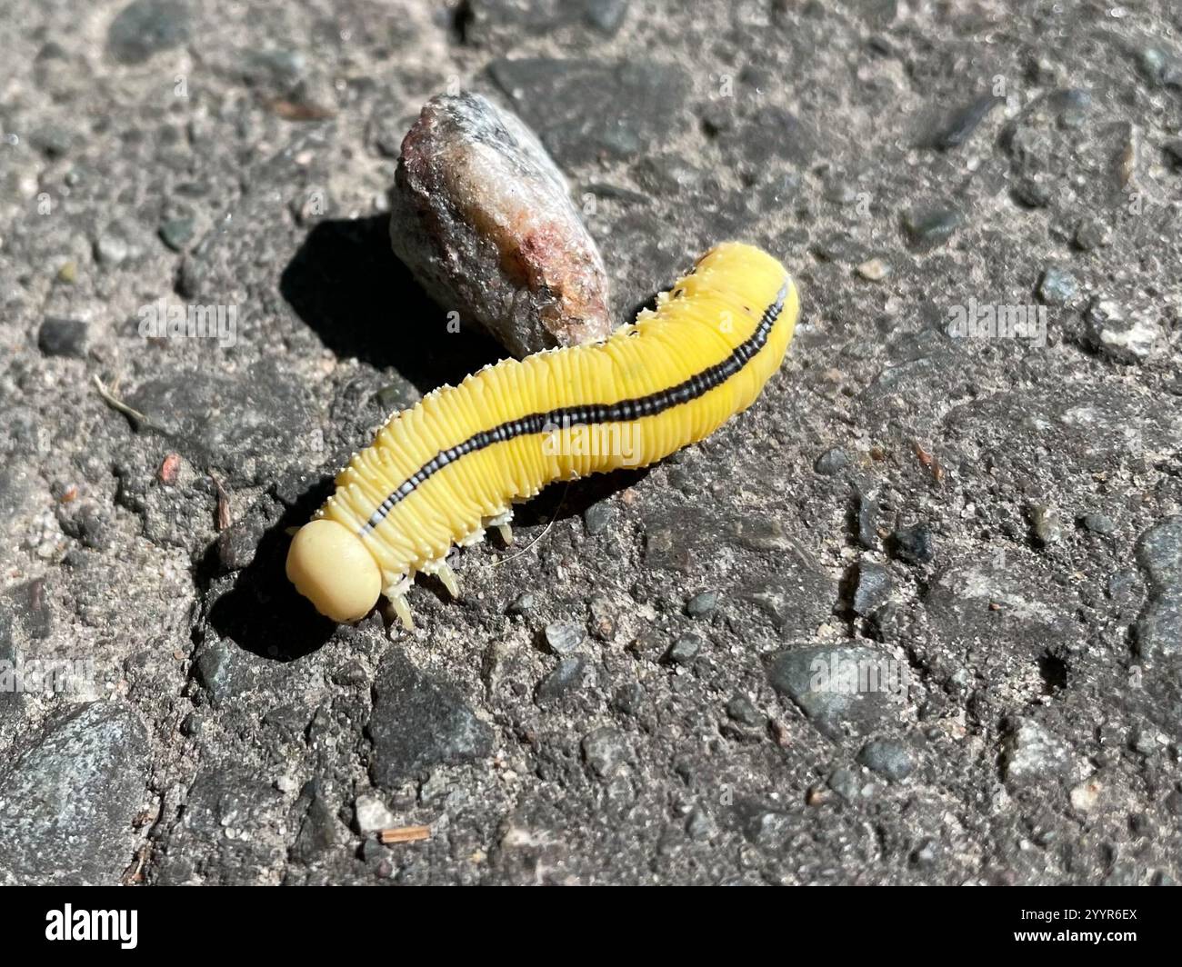 North American Elm Sawfly (Cimbex americanus Stock Photo - Alamy