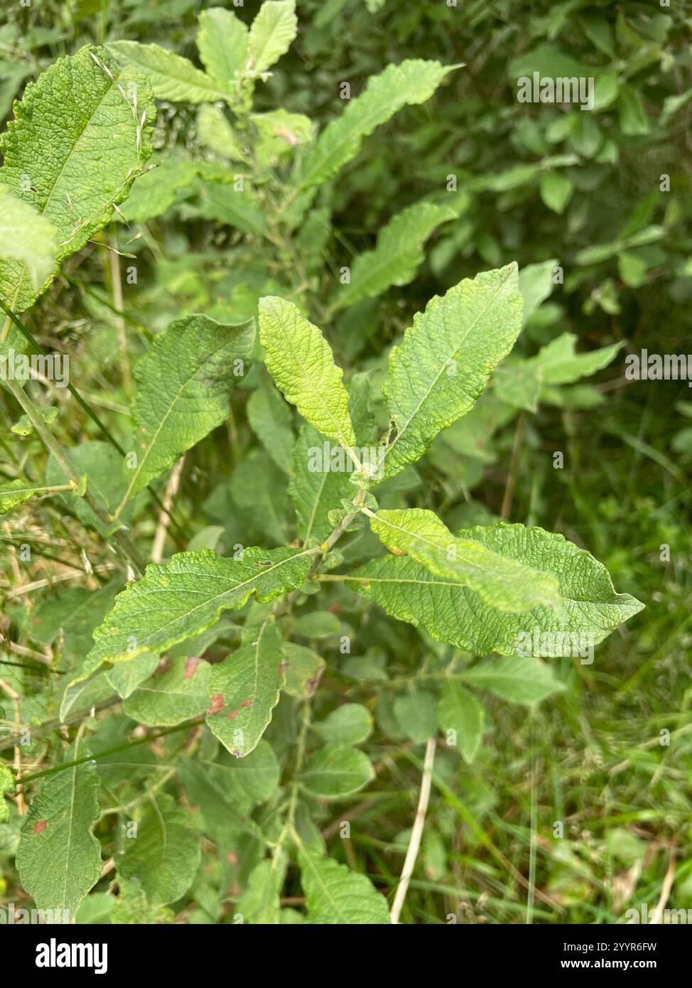 Eared Willow (Salix aurita Stock Photo - Alamy