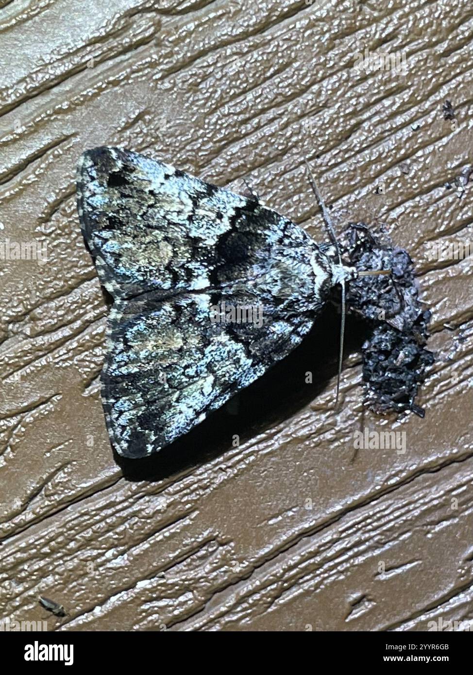 False Underwing (Allotria elonympha Stock Photo - Alamy