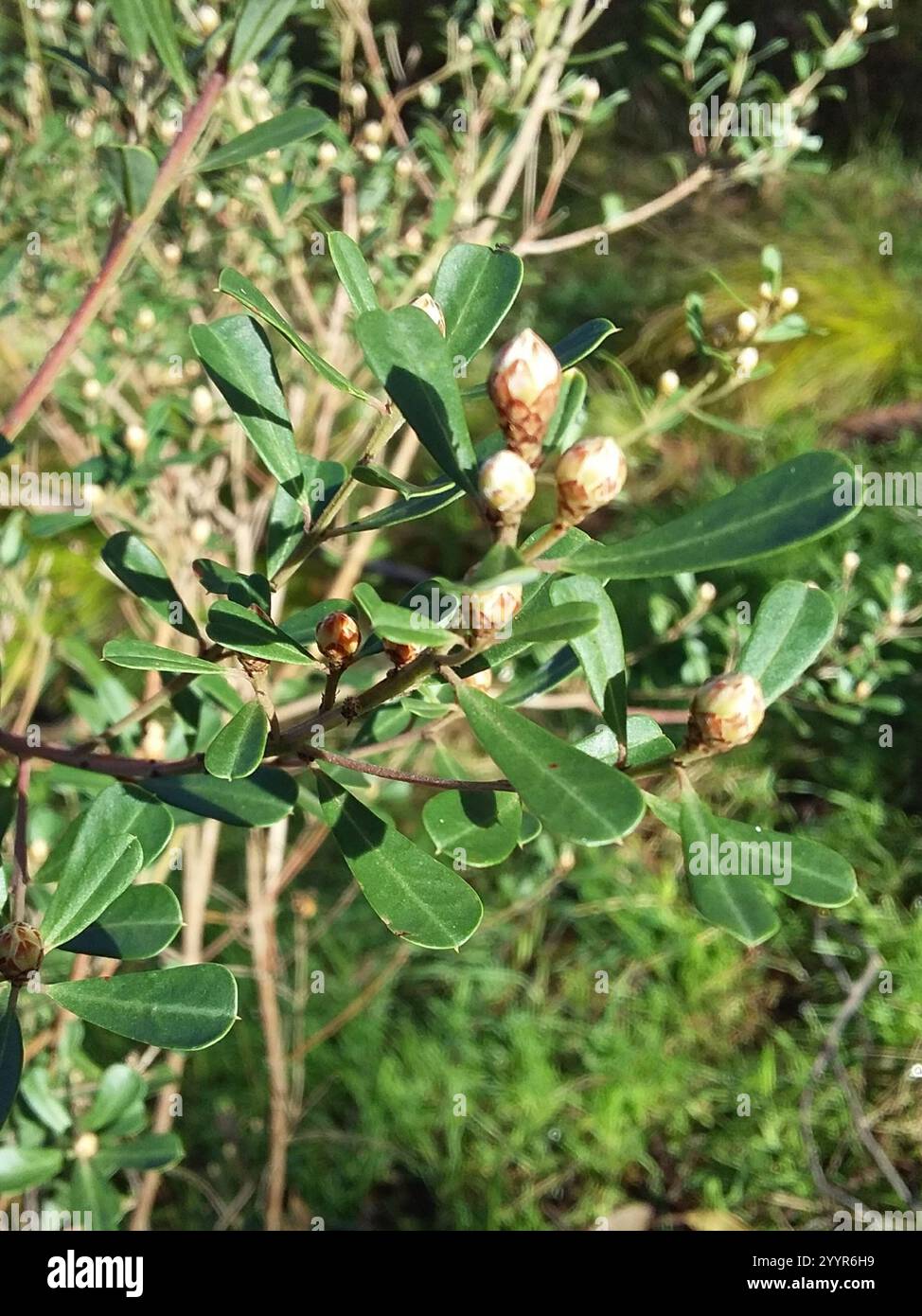 Large-leaf Bush Pea (Pultenaea daphnoides Stock Photo - Alamy
