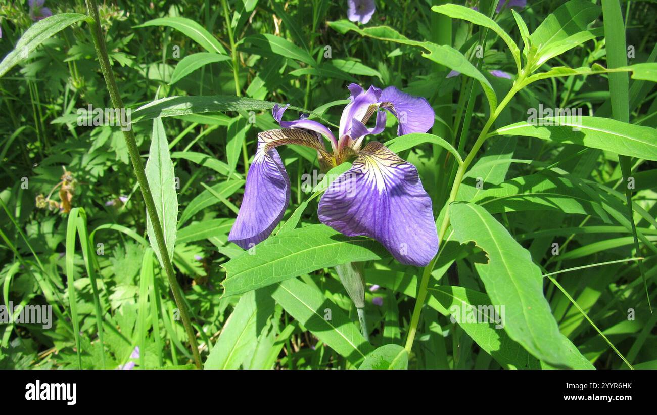 Beach-head Iris (Iris setosa Stock Photo - Alamy