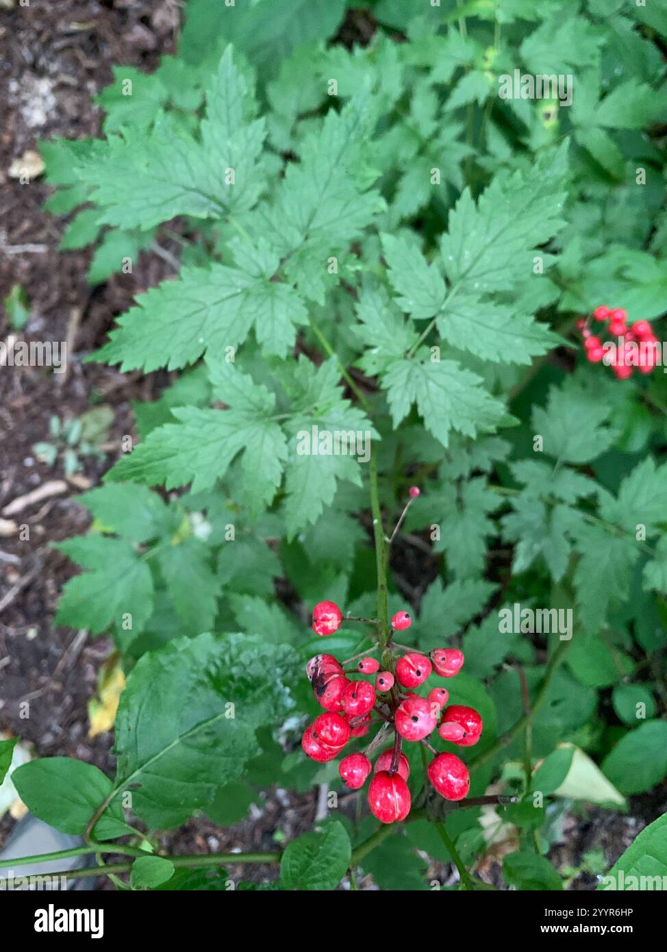 red baneberry (Actaea rubra Stock Photo - Alamy