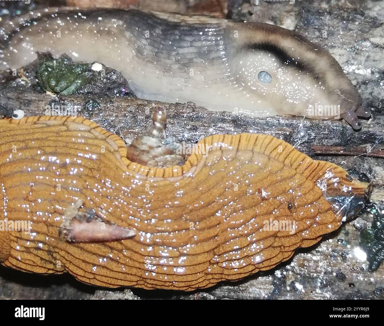 Tree slug (Lehmannia marginata Stock Photo - Alamy
