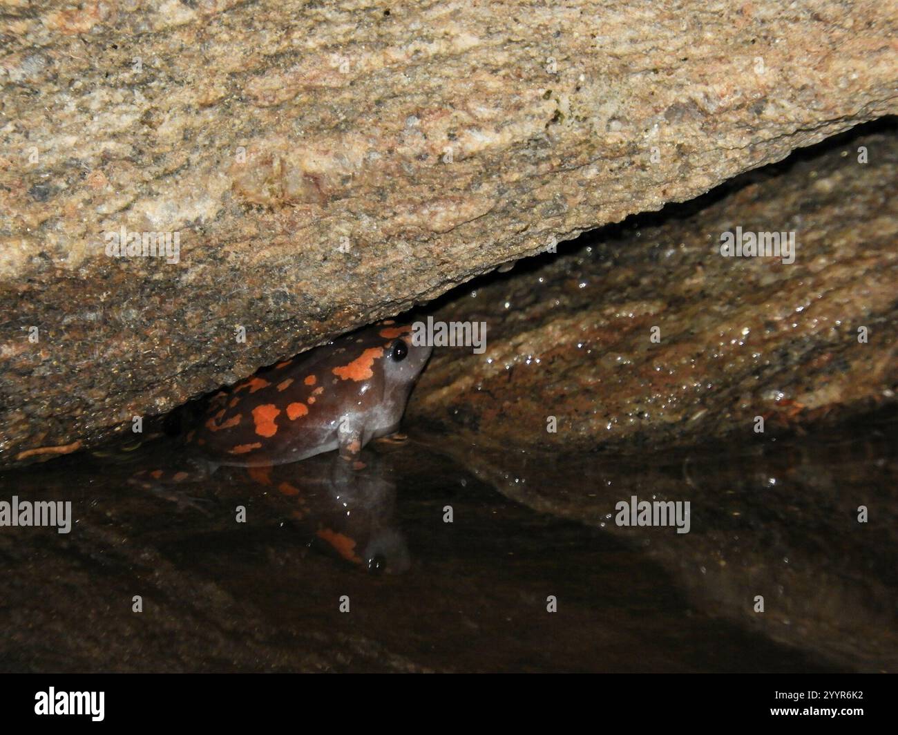 Marbled rubber frog (Phrynomantis annectens Stock Photo - Alamy
