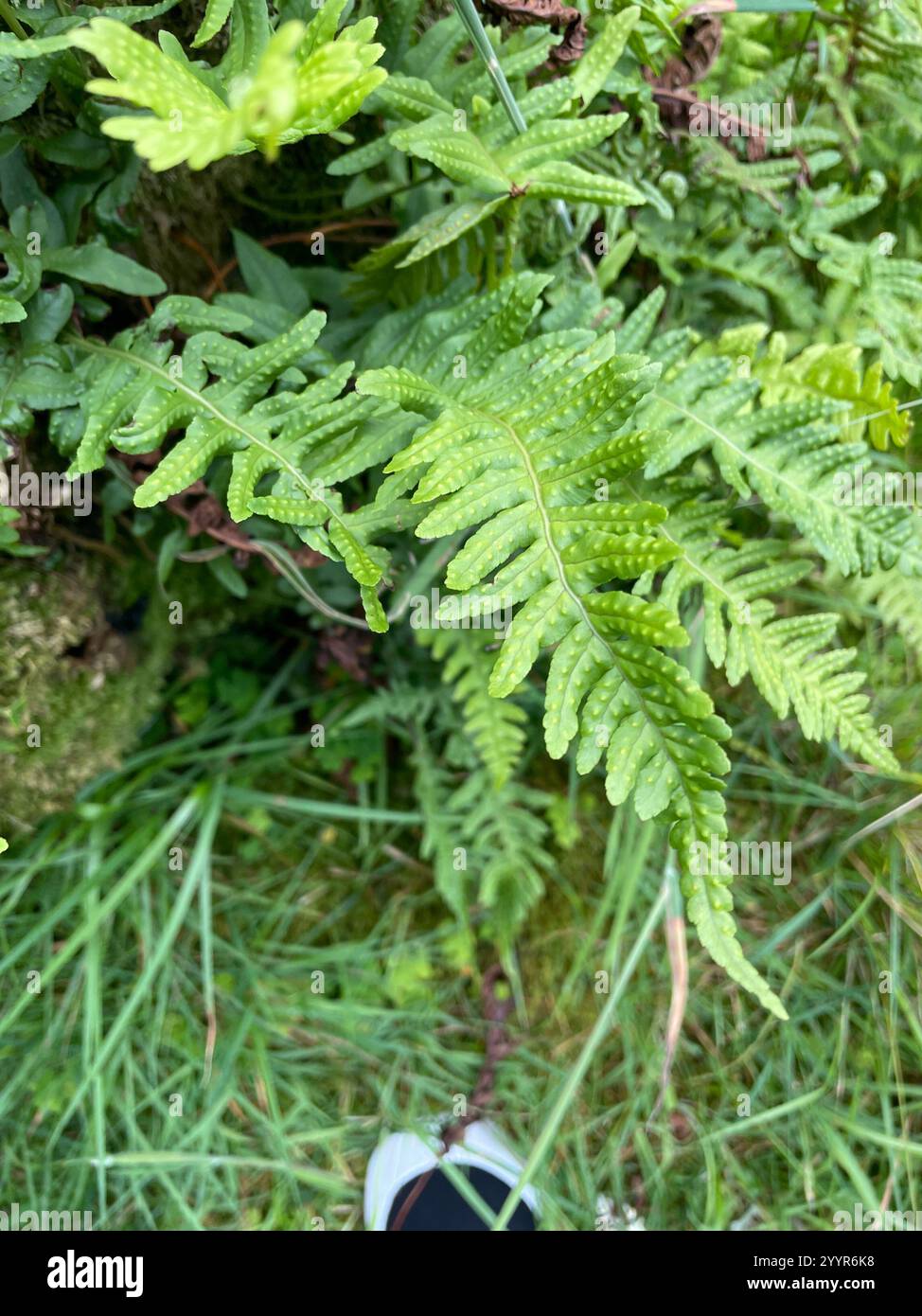common polypody (Polypodium vulgare Stock Photo - Alamy