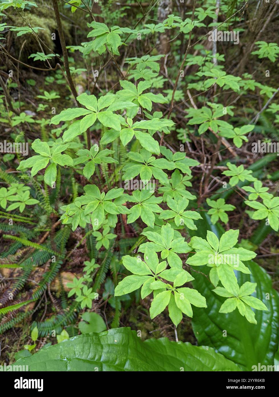 mock azalea (Rhododendron menziesii Stock Photo - Alamy