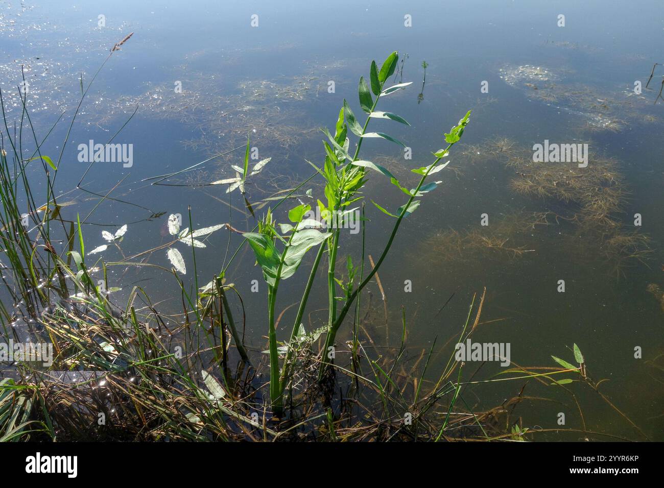 Greater Water-parsnip (Sium latifolium Stock Photo - Alamy