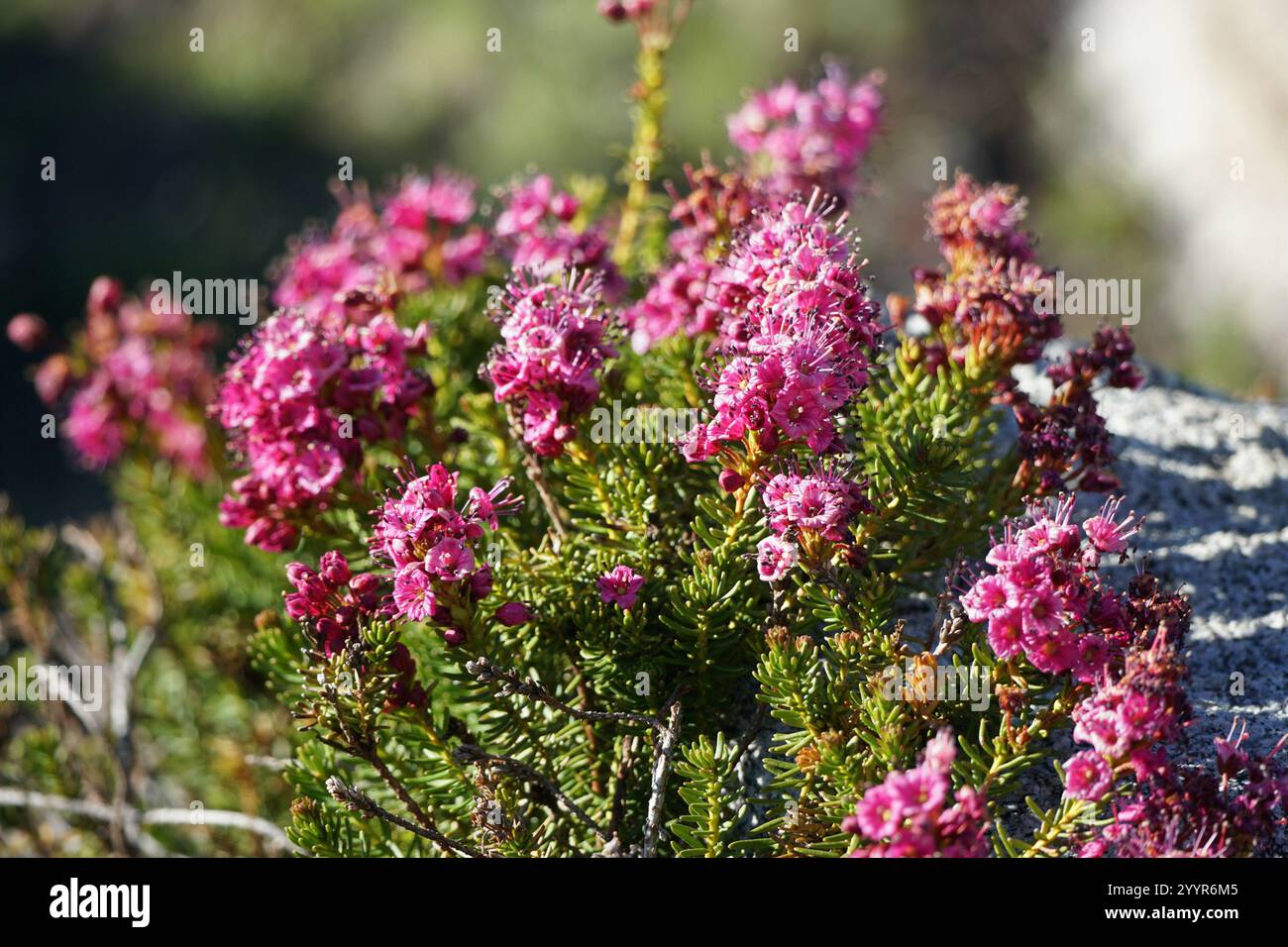 Purple Mountain-heath (Phyllodoce breweri Stock Photo - Alamy