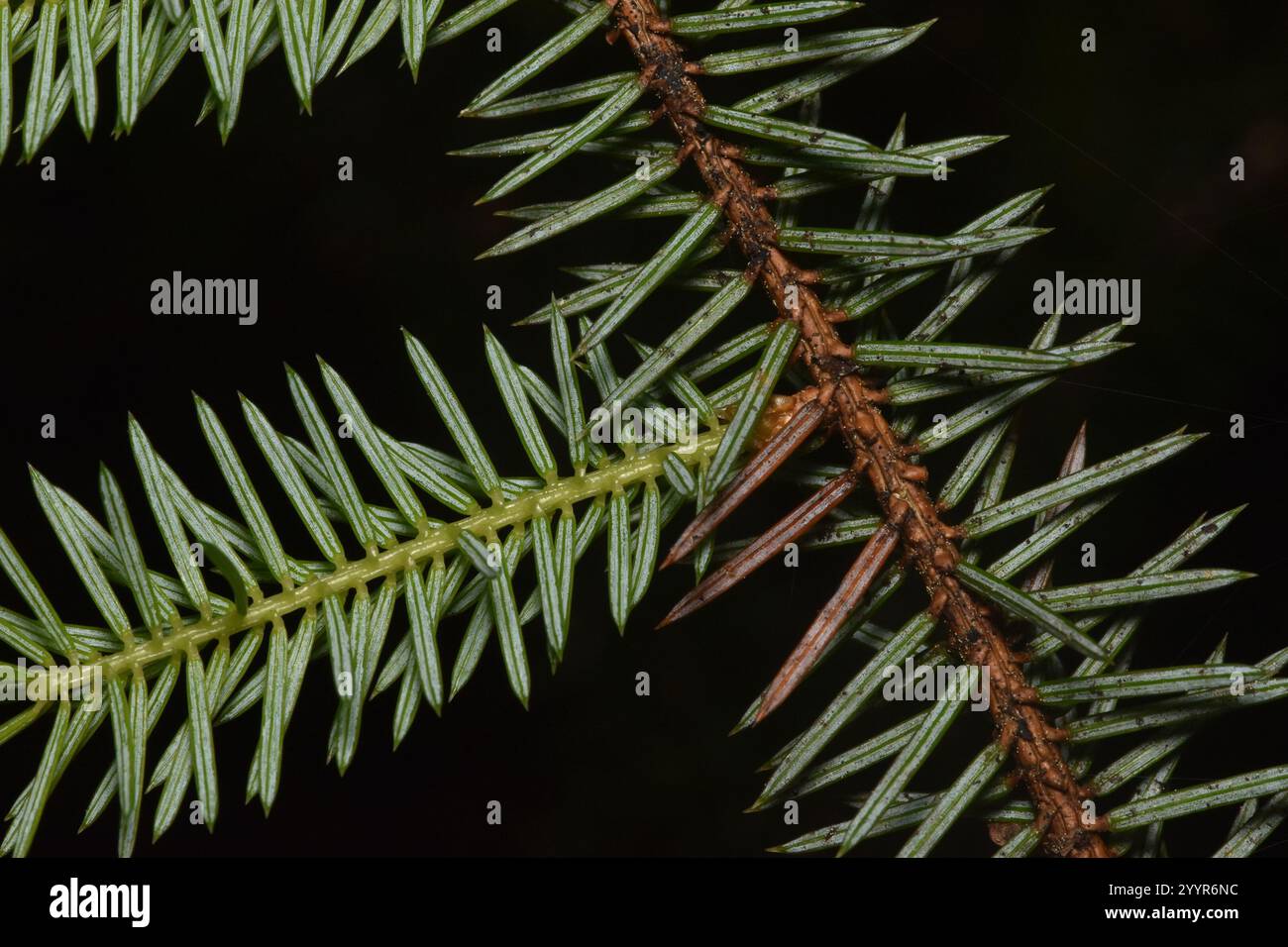 Sitka spruce (Picea sitchensis Stock Photo - Alamy