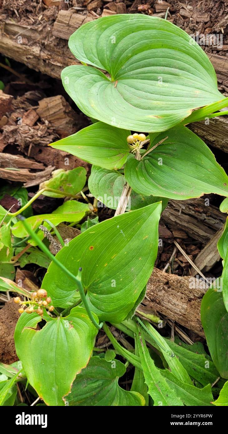 Western Lily of the Valley (Maianthemum dilatatum Stock Photo - Alamy