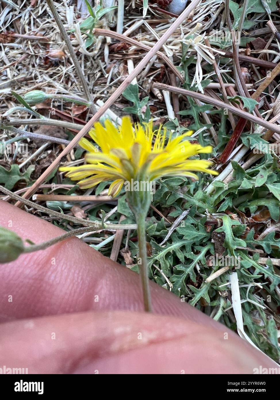 Italian Hawksbeard (Crepis bursifolia Stock Photo - Alamy