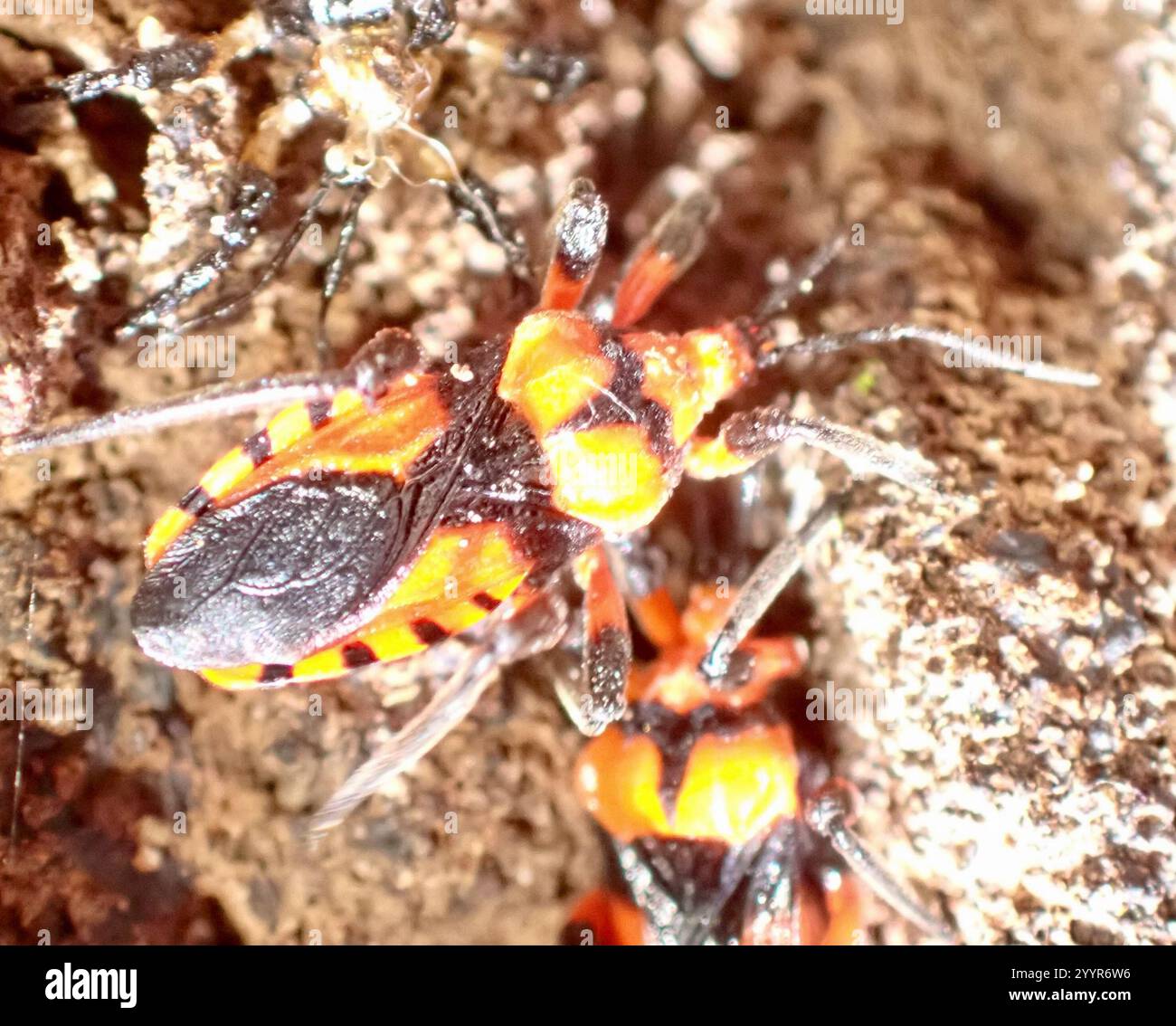 Termite assassin bug hi-res stock photography and images - Alamy