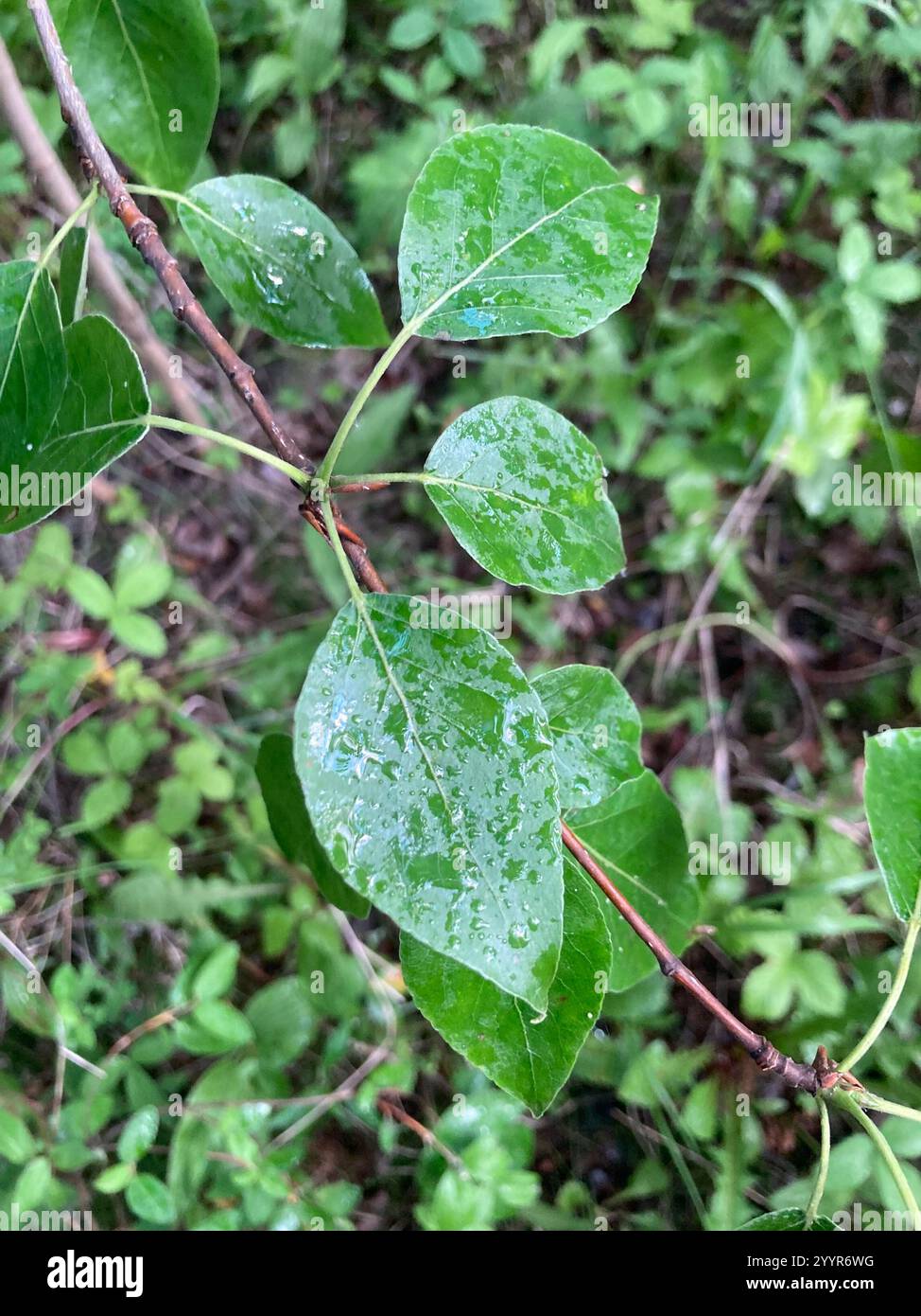 balsam poplar (Populus balsamifera Stock Photo - Alamy