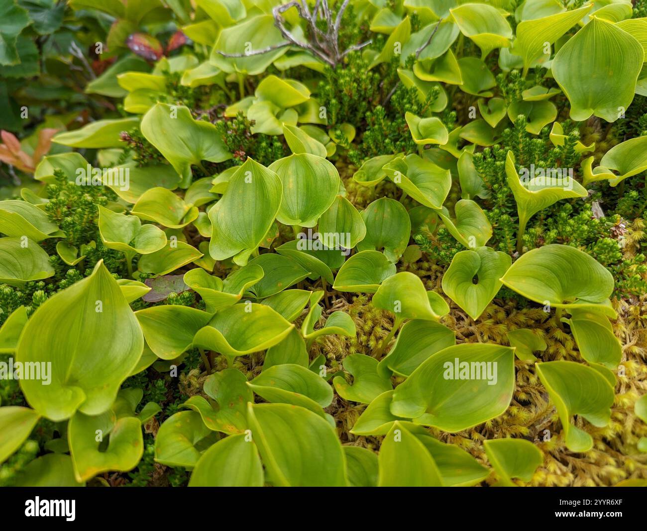 Western Lily of the Valley (Maianthemum dilatatum Stock Photo - Alamy