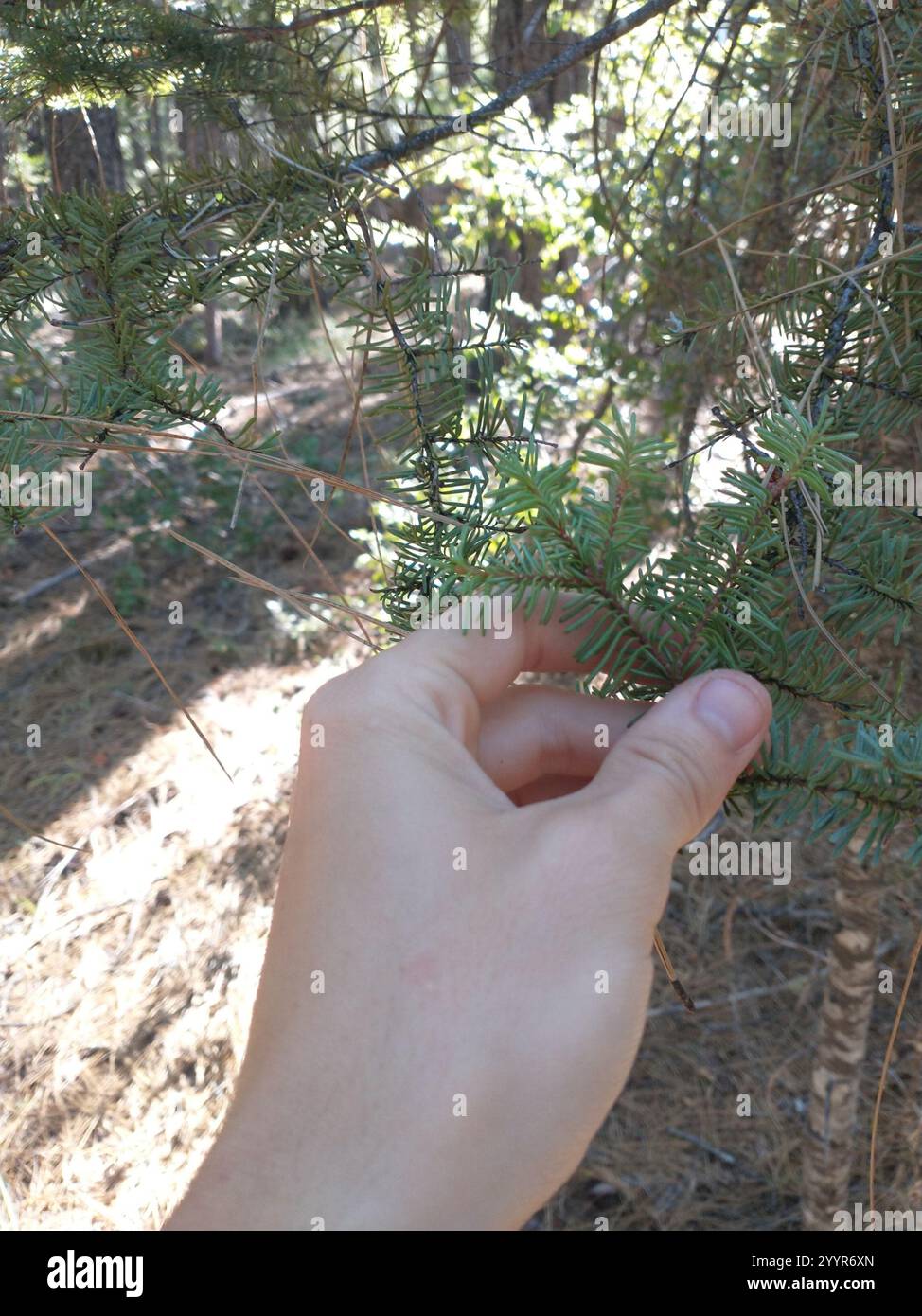 Shasta Red Fir (Abies magnifica shastensis Stock Photo - Alamy