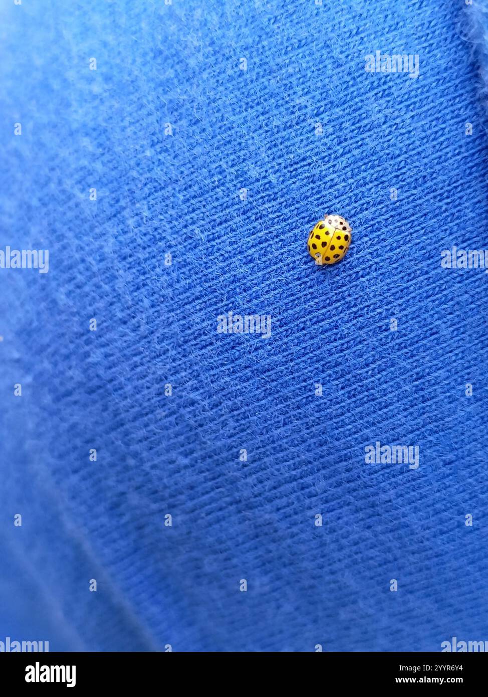 22-spot Ladybird (Psyllobora vigintiduopunctata Stock Photo - Alamy