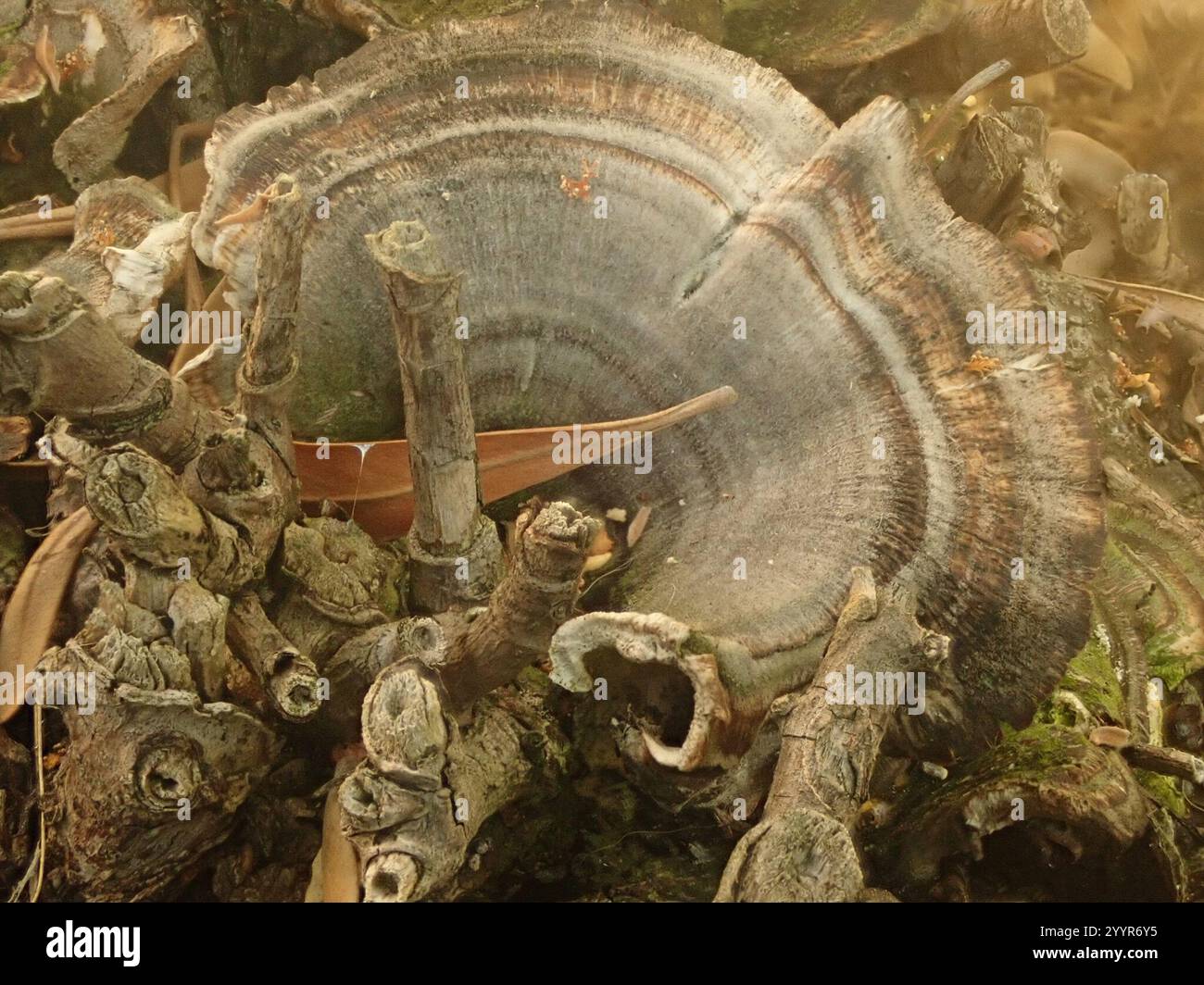 turkey-tail (Trametes versicolor Stock Photo - Alamy