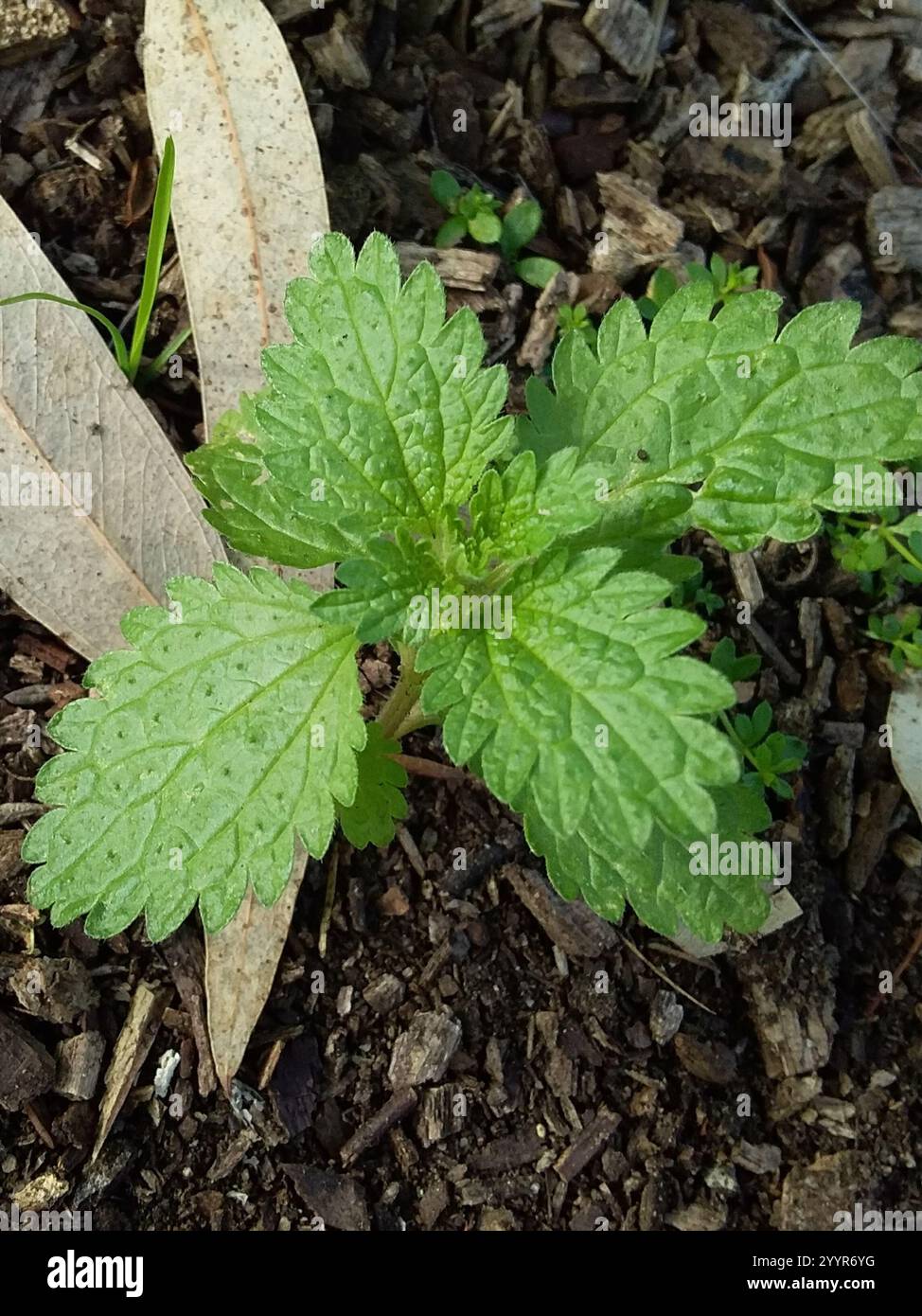 Dwarf Nettle (Urtica urens Stock Photo - Alamy