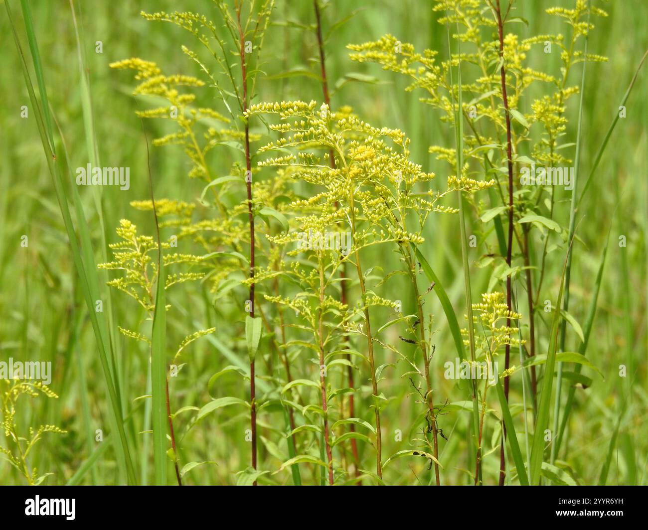 early goldenrod (Solidago juncea Stock Photo - Alamy
