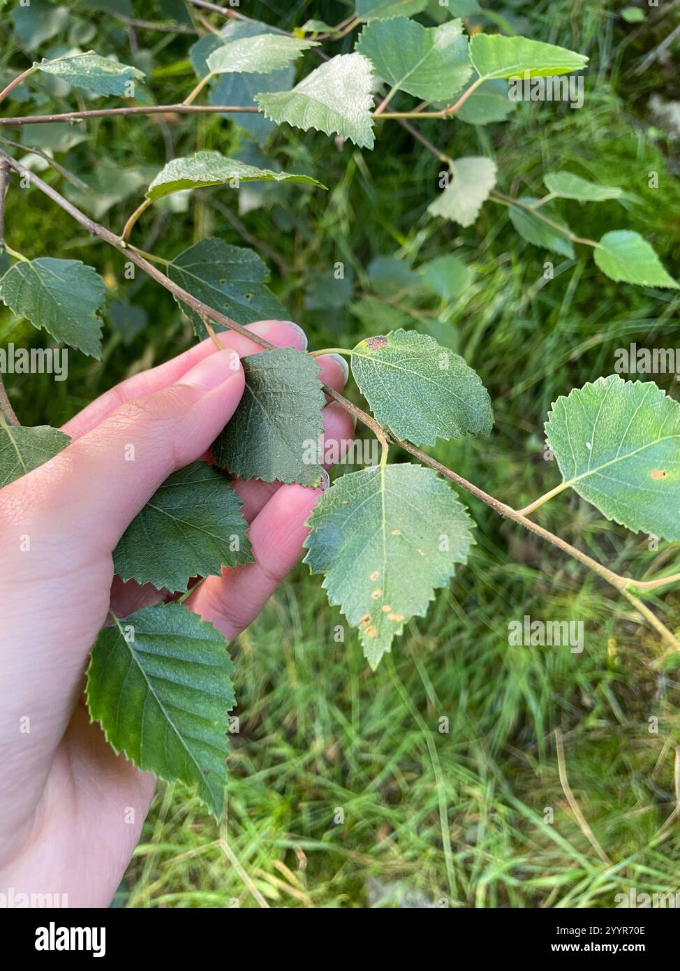 Downy Birch (Betula pubescens Stock Photo - Alamy