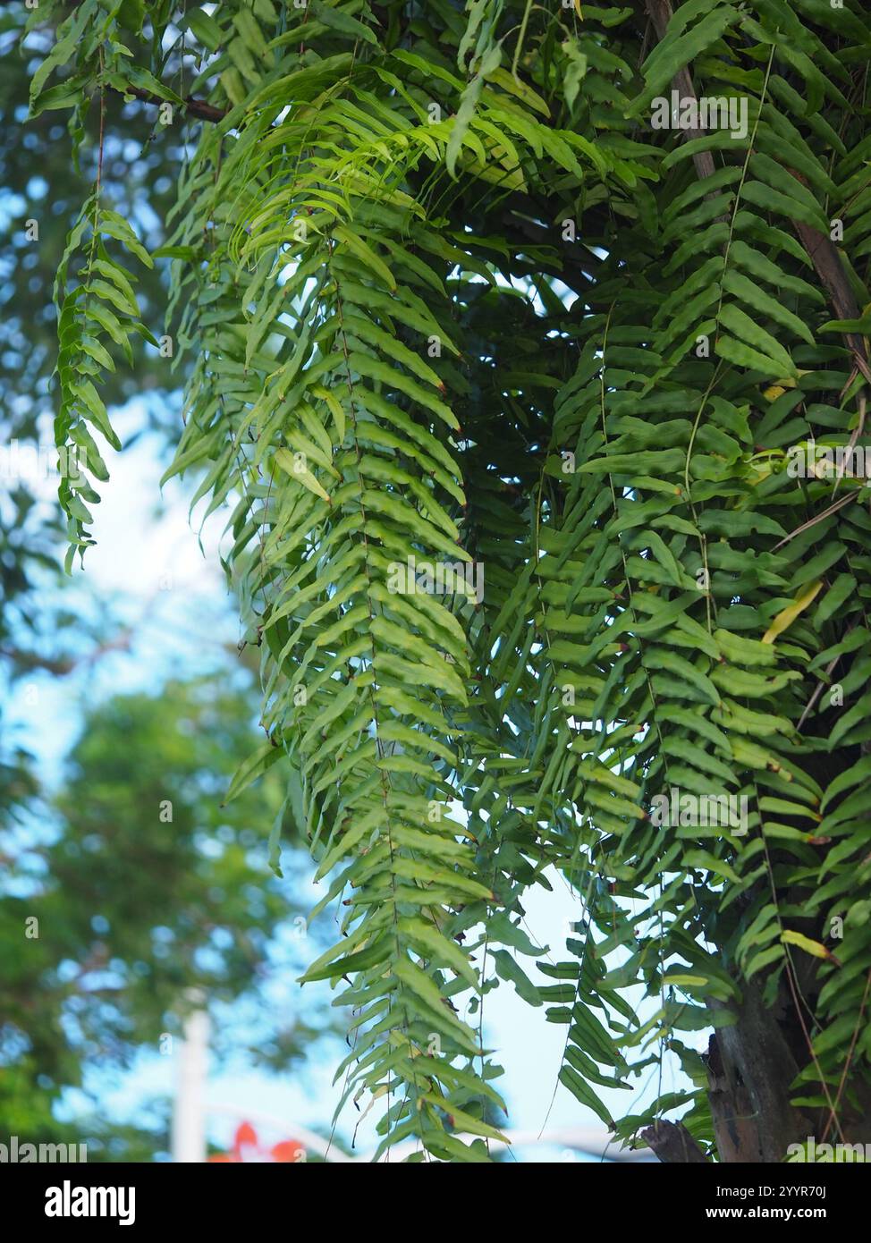 Broad Sword Fern (Nephrolepis biserrata Stock Photo - Alamy