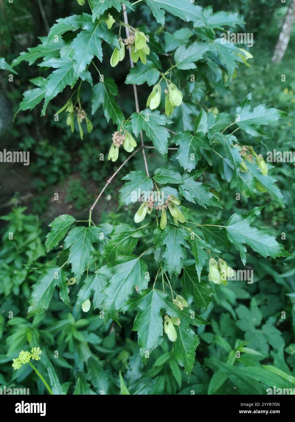 Amur Maple (Acer ginnala Stock Photo - Alamy