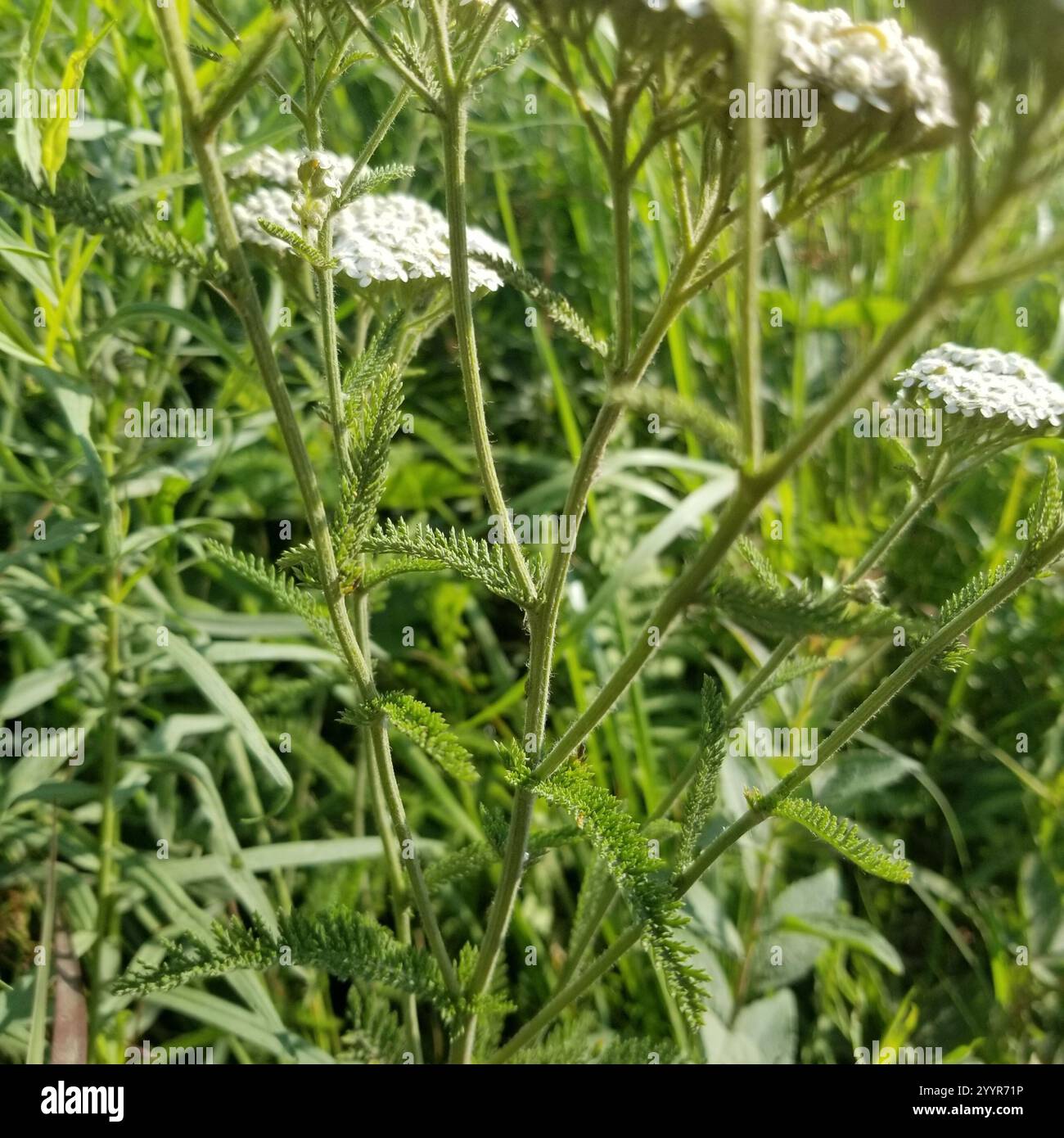 common yarrow (Achillea millefolium Stock Photo - Alamy