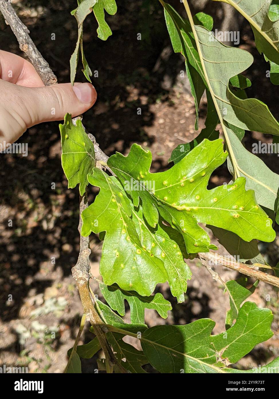 oak flake gall wasp (Neuroterus quercusverrucarum Stock Photo - Alamy