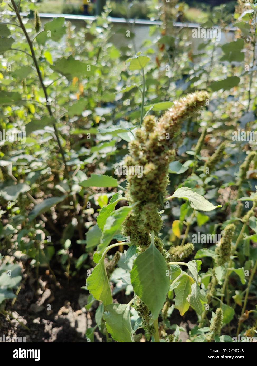 Redroot Amaranth (Amaranthus retroflexus Stock Photo - Alamy