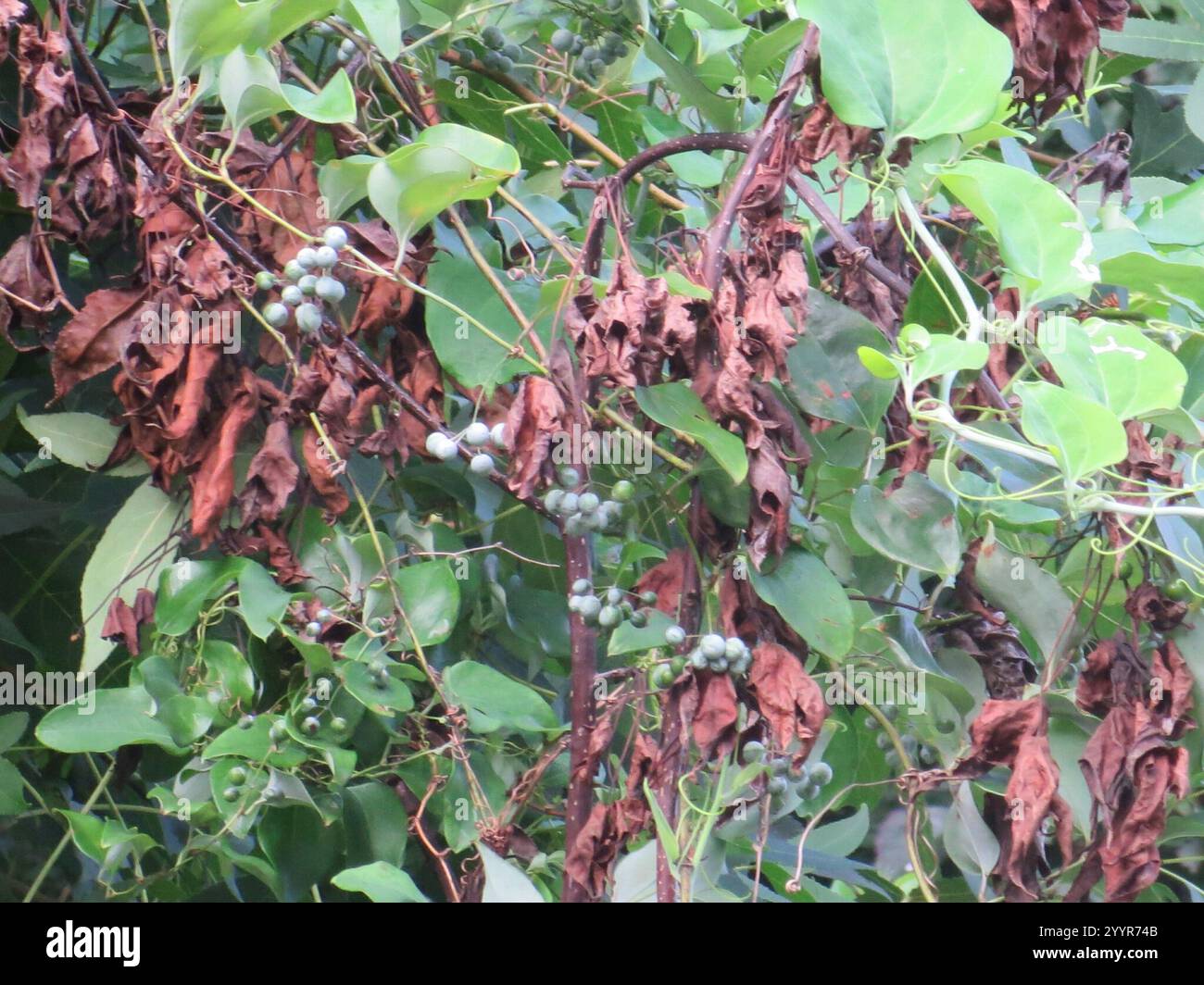 Family smilacaceae hi-res stock photography and images - Alamy