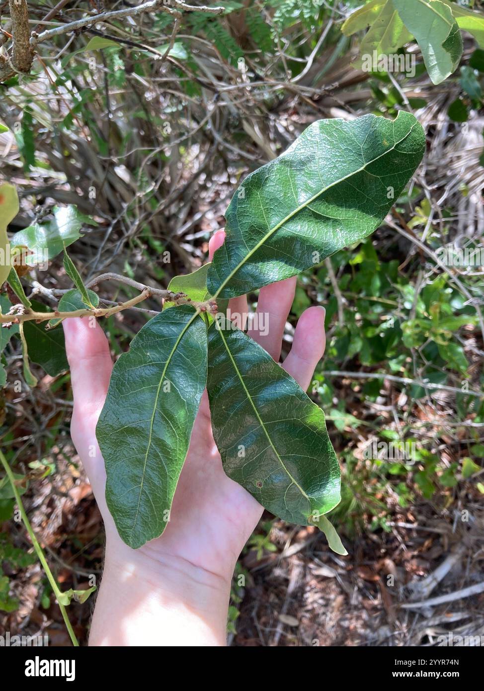 Chapman's Oak (Quercus chapmanii Stock Photo - Alamy
