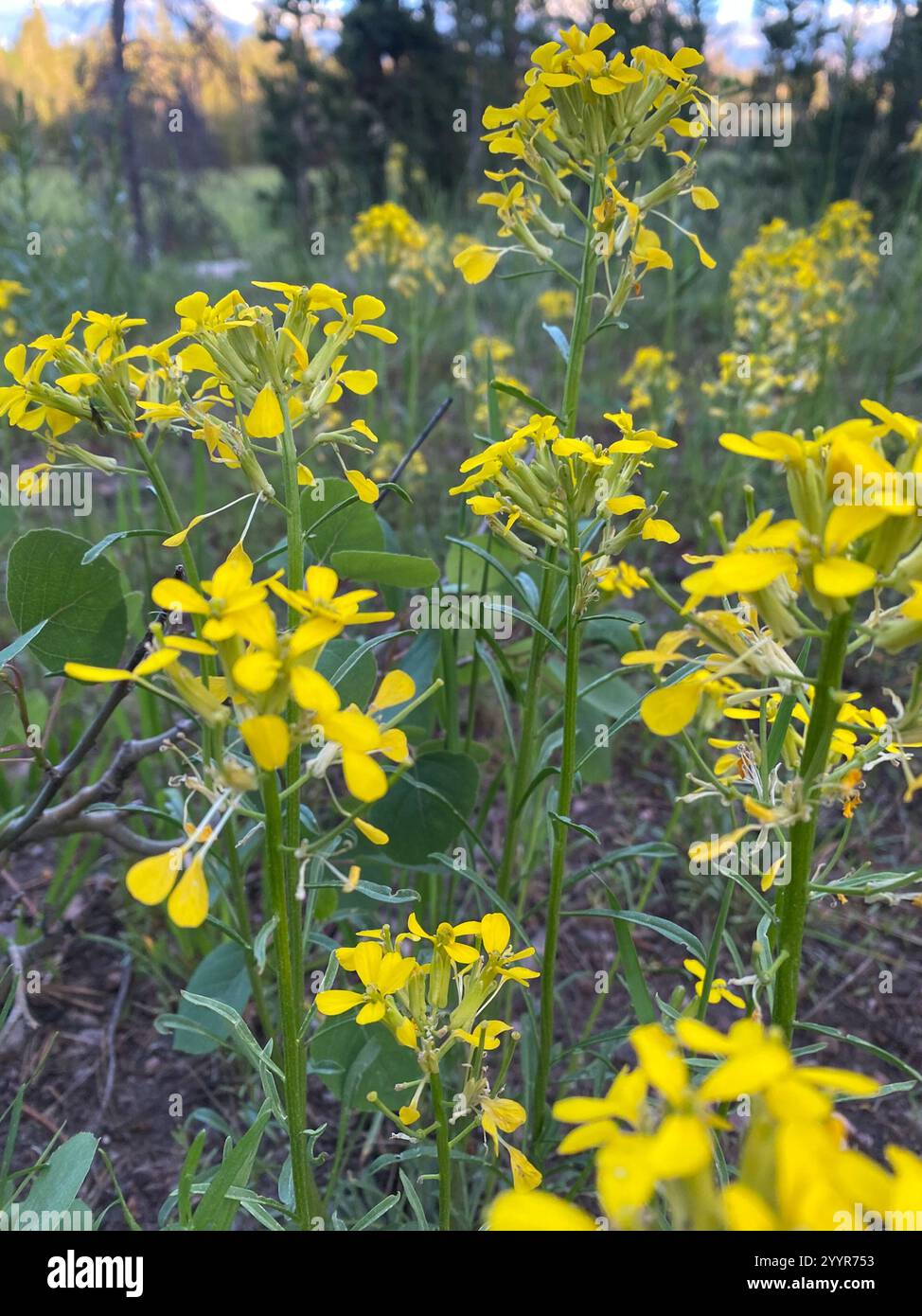 Prairie-rocket Wallflower (Erysimum asperum Stock Photo - Alamy