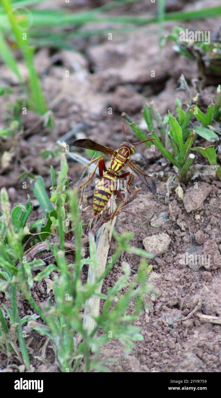Ants, Bees, and Stinging Wasps (Aculeata Stock Photo - Alamy